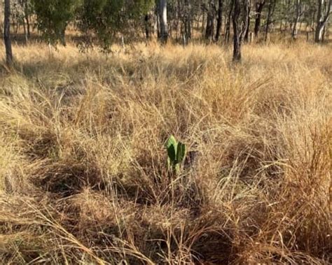 Invasive Weed Management Biodiverse Environmental
