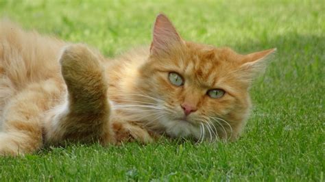 Cat Redhead Pet Domestic Free Photo On Pixabay Pixabay