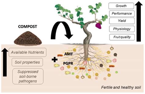 Composting Processes And Microbes Involved Classnotesng