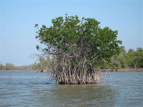 Red Mangrove