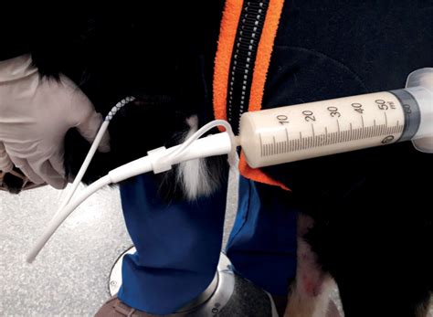 The Veterinary Nurse How To Tube Feed