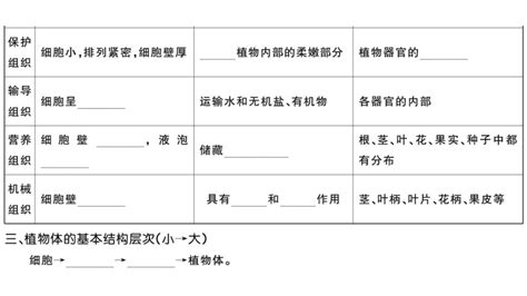 2 2 3植物体的结构层次练习课件 共24张ppt 21世纪教育网 二一教育