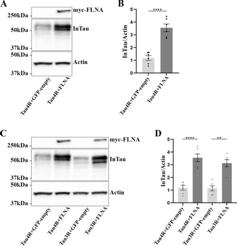 Intracellular Accumulation Of 3r And 4r Tau Isoforms Upon Flna