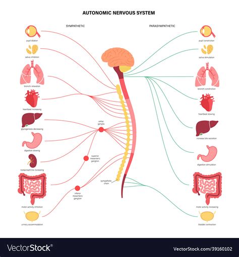 Autonomic Nervous System Chart The Autonomic Nervous System Ans
