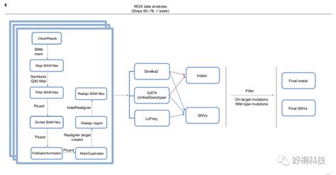 技术分享 全基因组测序检测单碱基编辑脱靶 知乎