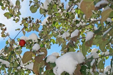 苹果树被冻害后应如何管理 知乎