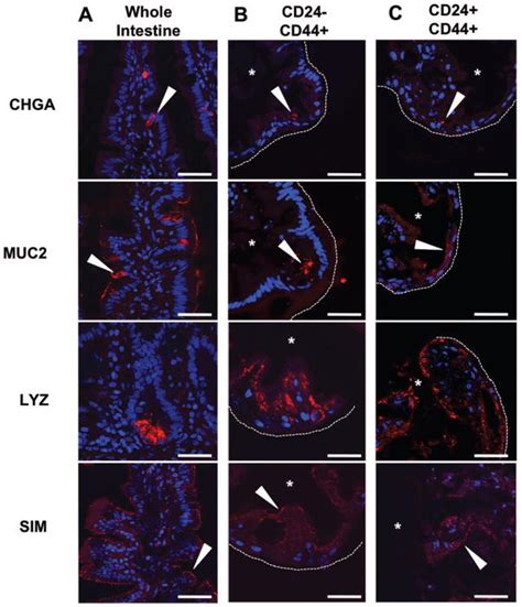 Cd24 And Cd44 Mark Human Intestinal Epithelial Cell Populations With