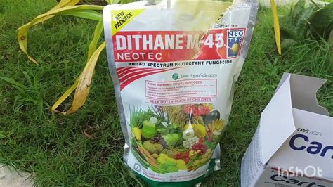 Mango Farming Spraying Of Fungicide With A Mix Of Insecticide Youtube