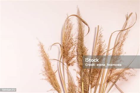 최소한의 꽃 휴가 구성 팜파 잔디 는 분홍색 배경에 꽃을 건조 상단 보기 플랫 레이 공간을 복사합니다 말린 식물에 대한 스톡 사진 및 기타 이미지 Istock