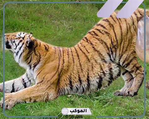 ما هي أهم مواصفات زوجة النمر؟