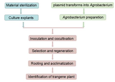 Creative Biogenes Efficient And Versatile Platform Offers