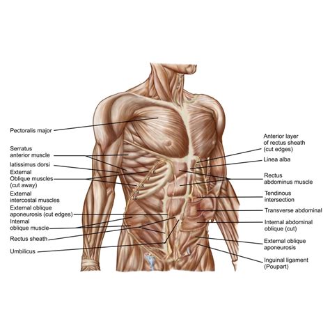 List Of Abdominal Muscles Abdomen Anatomy Area And Diagram Qyuist