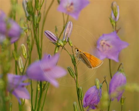 Liden Klokke Fin Lille Klokkeblomst Som Insekterne Elsker