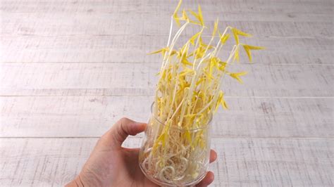 【ダイソー種で簡単】もやし栽培の育て方完全ガイド｜7日で収穫できる水耕栽培