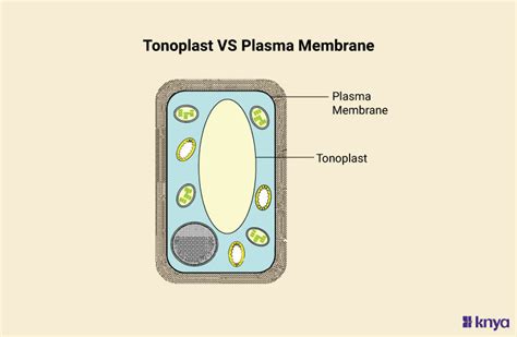 Difference Between Tonoplast And Plasma Membrane Learn More Knya