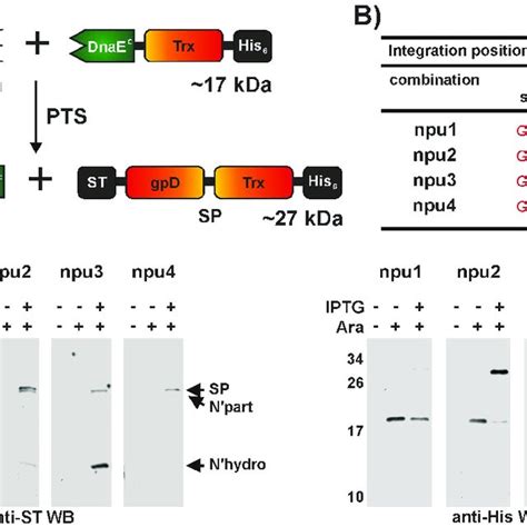 A Schematic Representation Of The Npu DnaE Intein PTS Reaction Download Scientific Diagram