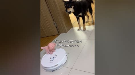 납치된 애착인형을 되찾기위한 강아지 행동ㅋ 네이버 Tv