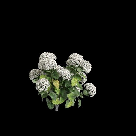 Premium Photo 3d Illustration Of Hydrangea Macrophylla Bush Isolated