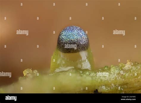 Colloderma Oculatum Commonly Known As Eyeball Slime Mold Microscope