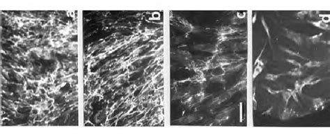 Organization Of Extracellular Fibronectin Matrix On Different Wettable Download Scientific