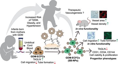 Schematic Representation Of The Cell Surface Conjugation Strategy And Download Scientific