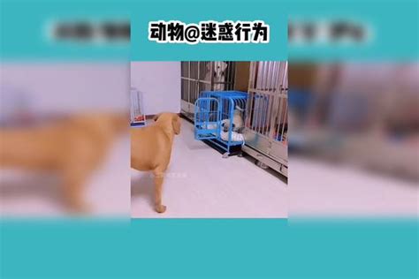 动物成精