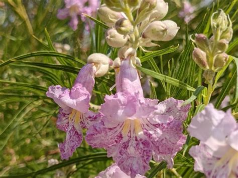 Plant Of The Month Desert Willow — Turtle Bay