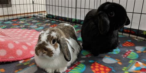 Ss Bunny Boarding Boarding Bunnies In Style