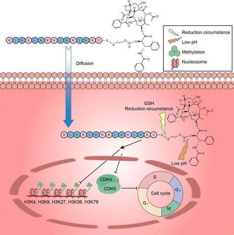 A Dual Bispecific Hydrolysis Peptide‐drug Conjugate Responsive To Micro‐acidic And Reduction