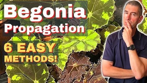 Begonia Propagation Demo Of 6 Easy Methods Youtube Begonia