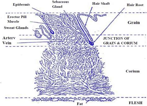 Cross Section Of Hides And Skins Source Ref 14 Download