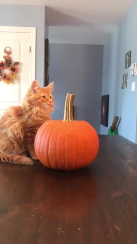 Pudding And The Pumpkin 🎃 Tumbex
