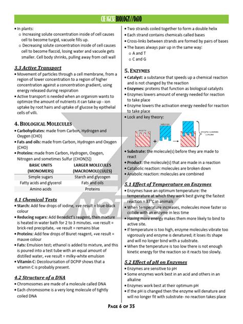 Cie Igcse Biology 0610 Theory V2 Znotes Pdf Stoma Enzyme