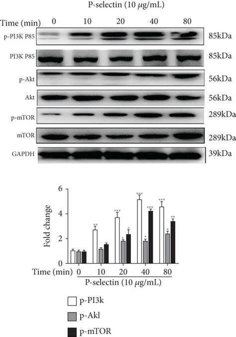 A B Iellqar Inhibited Monocyte Activation By P Selectin Dependent Download Scientific