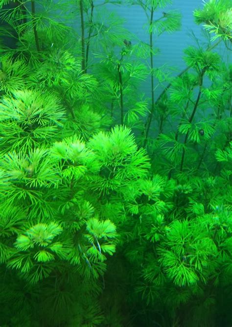 Cabomba Aquatica Live Aquarium Plants Uae Discusae