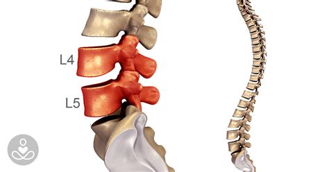 What To Know About Your L4 L5 Spinal Segment The Hearty Soul The