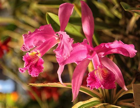 Cattleya Katleja Zahradnictví Dvořák A Syn Zahradnictví Dvořák A Syn