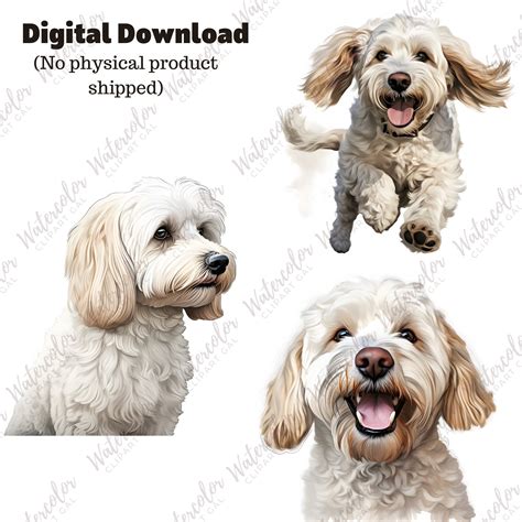 White Cockapoo Clipart Watercolor Bundle Dog Portrait Cockapoo Png Junk