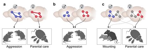 Sexually Dimorphic Behaviors Tali Kimchi S Lab