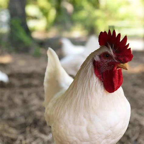 Top 9 White Chicken Breeds With Pictures