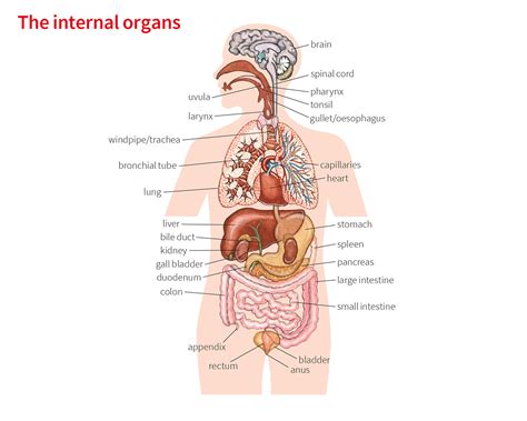 Appendix Noun Definition Pictures Pronunciation And Usage Notes Oxford Advanced Learner S