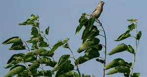 North America Bird Population Shrinking Fast