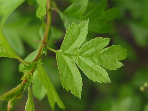 Hawthorn How To Identify Hawthorn A Guide From Tcv