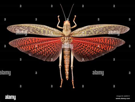 Giant Red Winged Grasshopper Tropidacris Cristata This Grasshopper