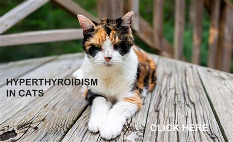 Hyperthyroidism In Cats