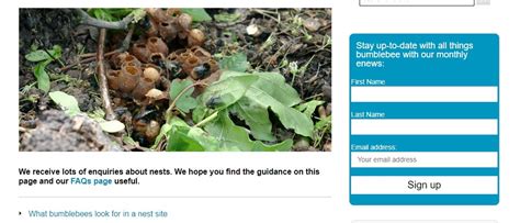 Bumblebee Nests Tayside Biodiversity