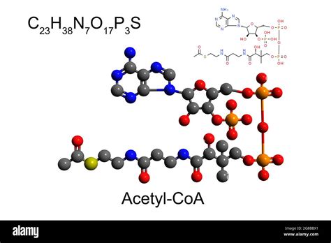 Acetyl Coa Structure