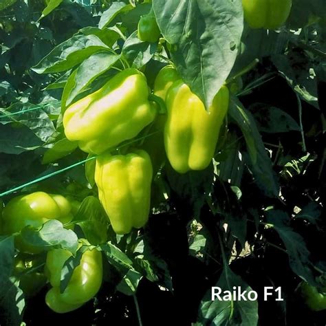 Πιπεριά Raiko F1 Proplant