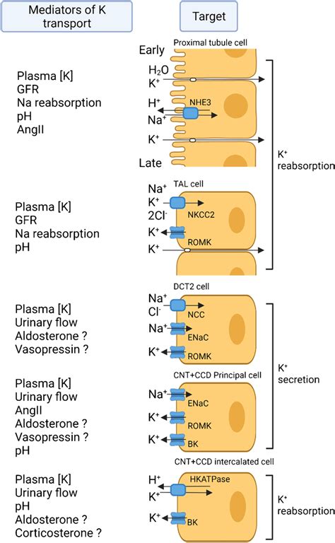 Renal Tubule