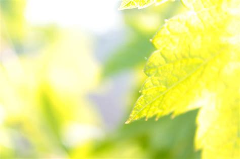 나뭇잎과 밝은 흐린 그라데이션 녹색 배경 배너 템플릿 또는 프리 젠 테이 션을 위한 자연 자연 질감 텍스트 또는 정보를 위한 공간을 갖춘 가벼운 여름 버르 듀 0명에 대한